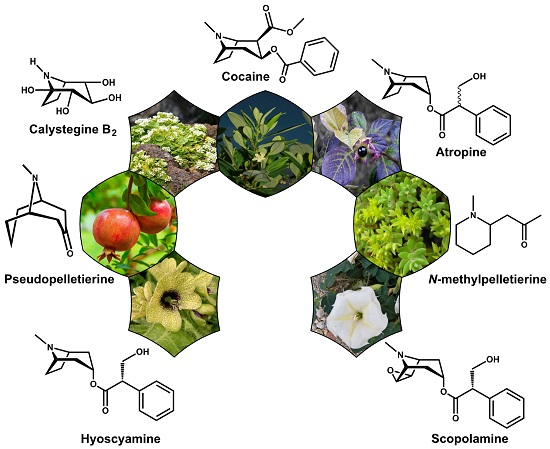 Molecules | Free Full-Text | Tropane and Granatane Alkaloid Biosynthesis: A Systematic Analysis