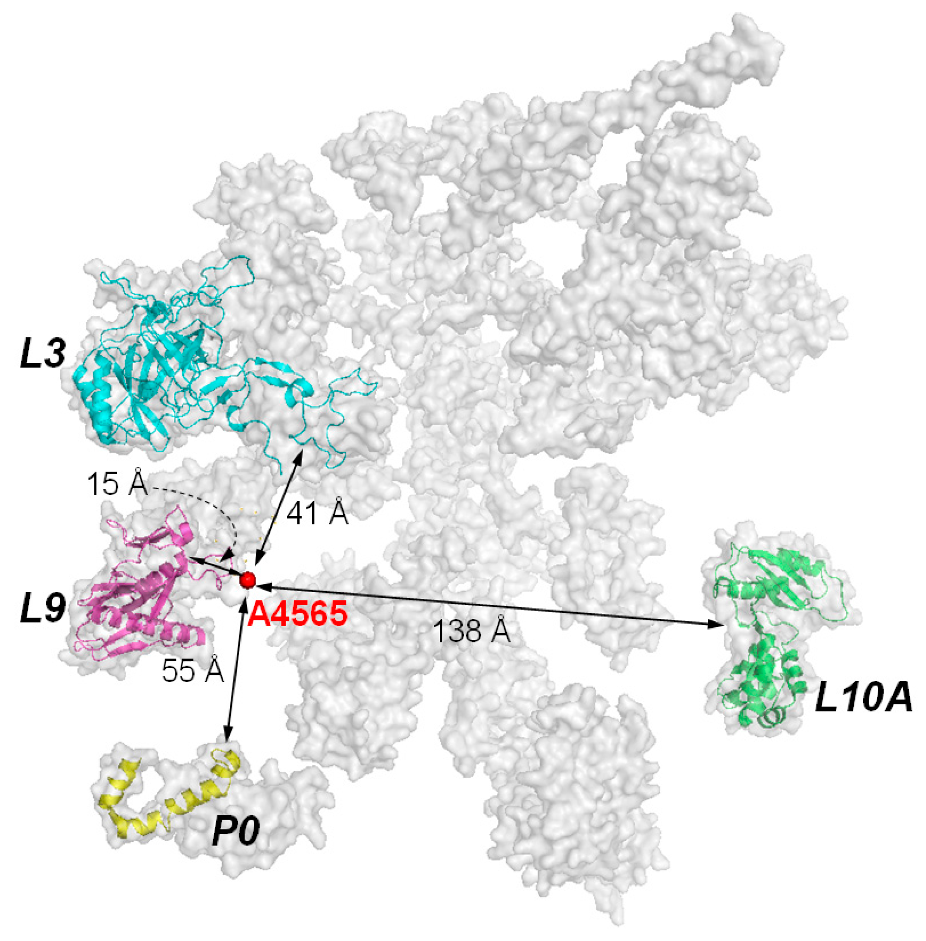 Structures and Ribosomal Interaction of Ribosome-Inactivating Proteins