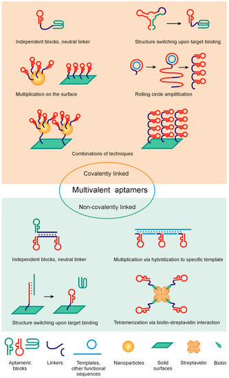 Molecules | Free Full-Text | Multivalent Aptamers: Versatile Tools for Diagnostic and ...