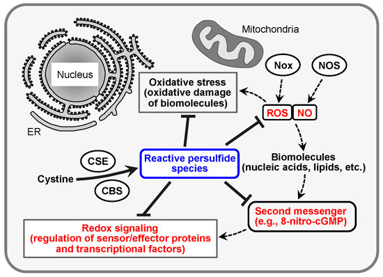 Redox Signaling Regulated by Cysteine Persulfide and Protein ...