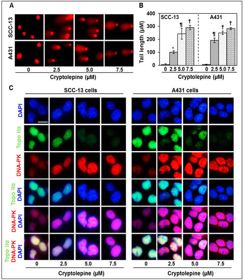 Cryptolepine, a Plant Alkaloid, Inhibits the Growth of Non-Melanoma ...