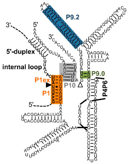 Molecules | Special Issue : Ribozymes and RNA Catalysis