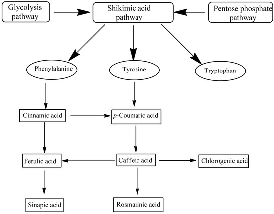 Hydroxycinnamic Acids and Their Derivatives: Cosmeceutical Significance ...