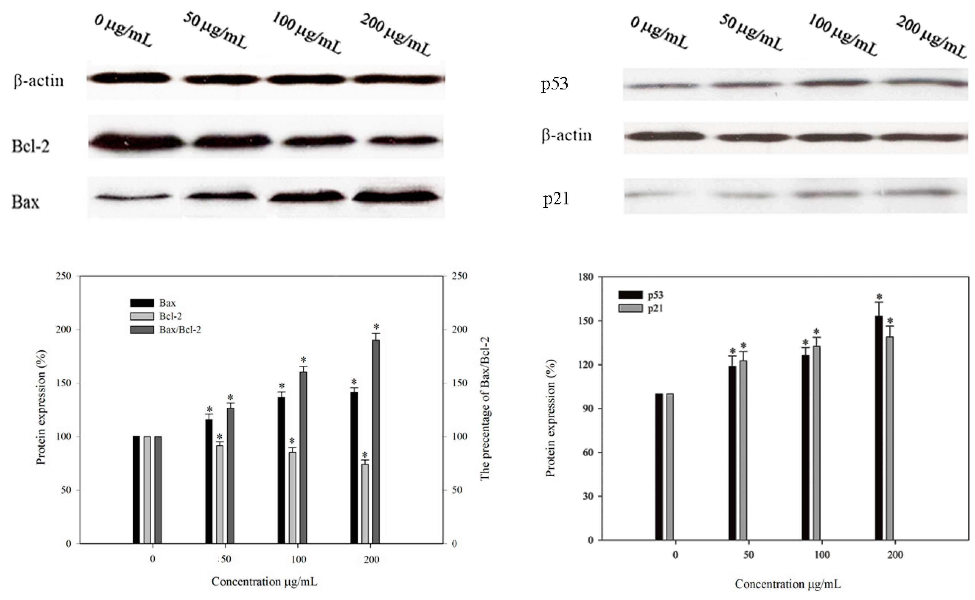 A Novel Polysaccharide Conjugate from Bullacta exarata Induces G1-Phase ...