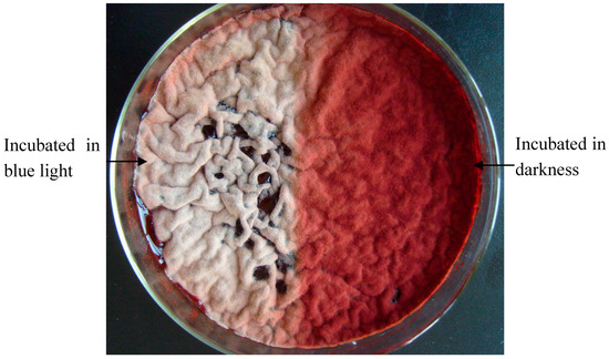 Effects and Mechanism of Blue Light on Monascus in Liquid Fermentation