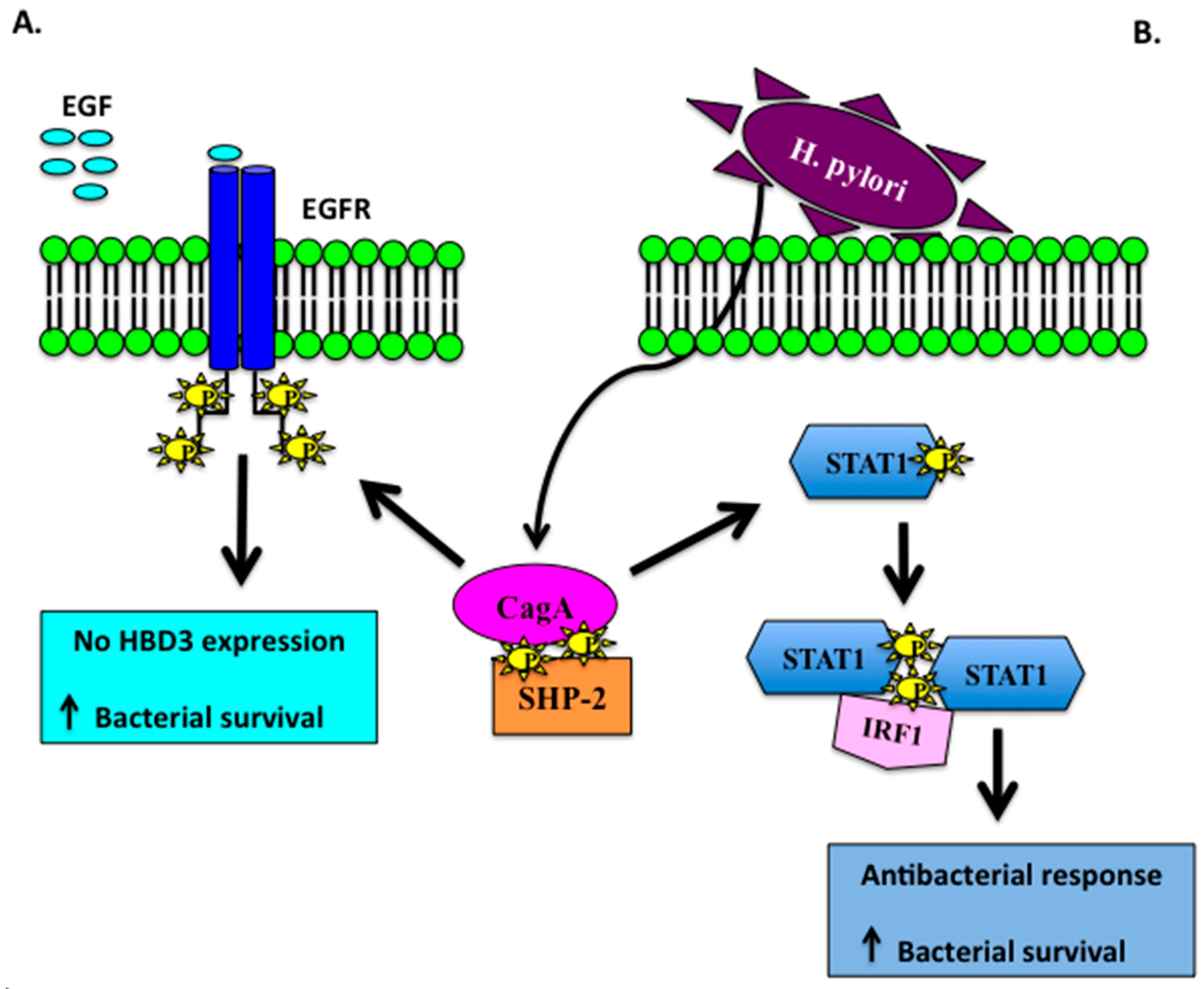 β-Defensins in the Fight against Helicobacter pylori