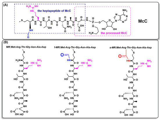 The Novel Property of Heptapeptide of Microcin C7 in Affecting the Cell ...