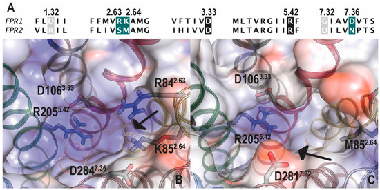 Molecules | Free Full-Text | The Formyl Peptide Receptors: Diversity of ...