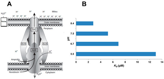 New Roads Leading to Old Destinations: Efflux Pumps as Targets to ...