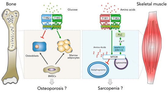On the Emerging Role of the Taste Receptor Type 1 (T1R) Family of ...