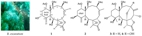 Molecules | Free Full-Text | Briarenols C–E, New Polyoxygenated ...