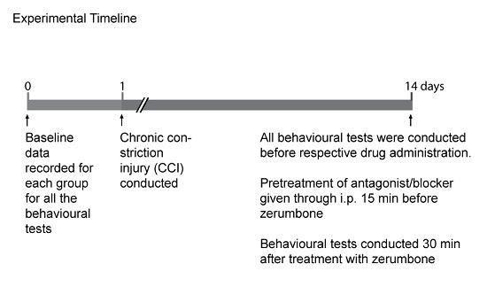Molecules | Free Full-Text | Zerumbone Alleviates Neuropathic Pain ...