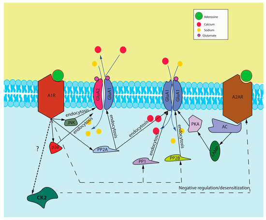 Molecules | Free Full-Text | Adenosine A1 and A2A Receptors in the Brain: Current Research and ...