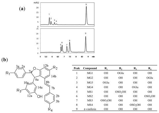 In Vitro Glucuronidation and Sulfation of ε-Viniferin, a Resveratrol ...