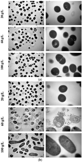 Optimization of EPS Production and Characterization by a Halophilic ...