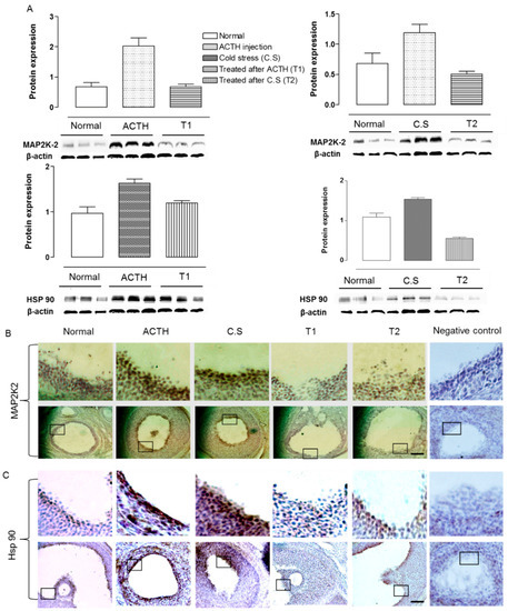 Hochu-ekki-to Treatment Improves Reproductive and Immune Modulation in ...