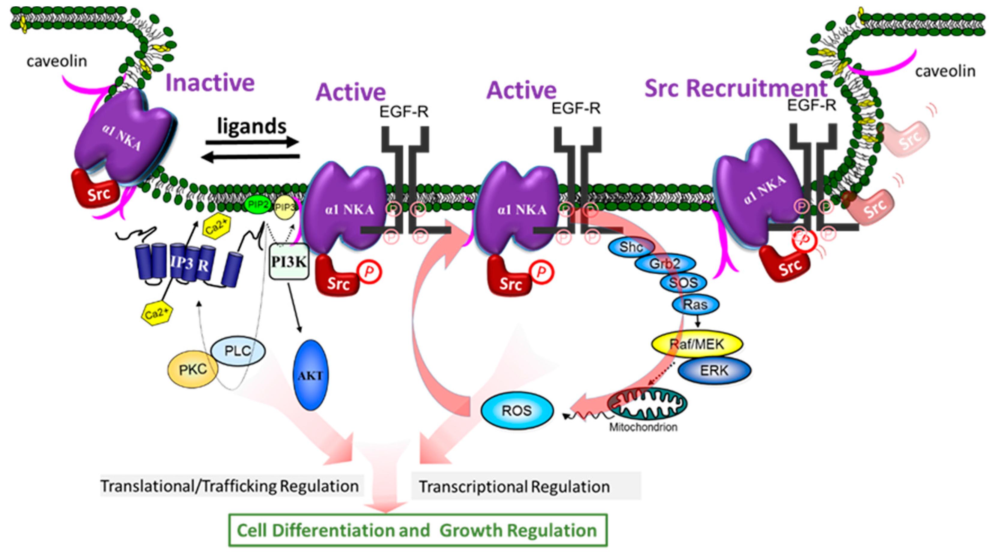 Molecules Free Full Text Protein Interaction And Na K Atpase