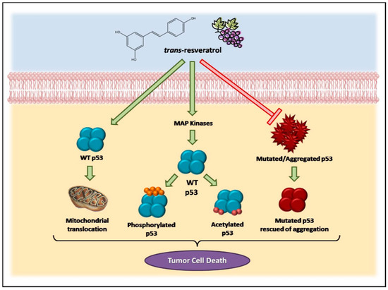 Molecules | Free Full-Text | Cancer Chemoprevention by Resveratrol: The ...