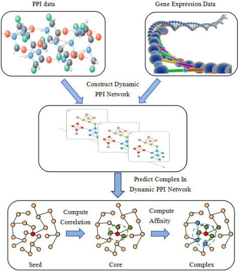 Molecules | Free Full-Text | Neighbor Affinity-Based Core-Attachment Method to Detect Protein ...