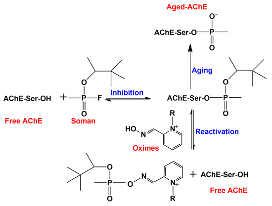 Computational Studies on Acetylcholinesterases