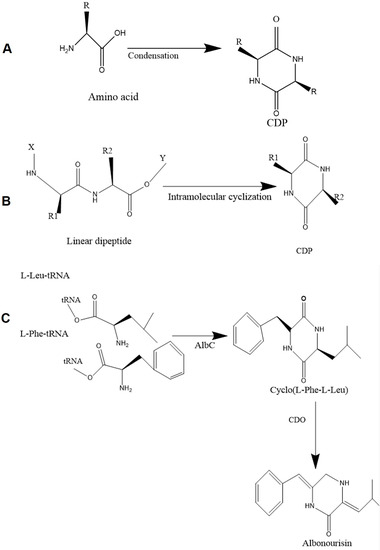 Cyclodipeptides: An Overview of Their Biosynthesis and Biological Activity