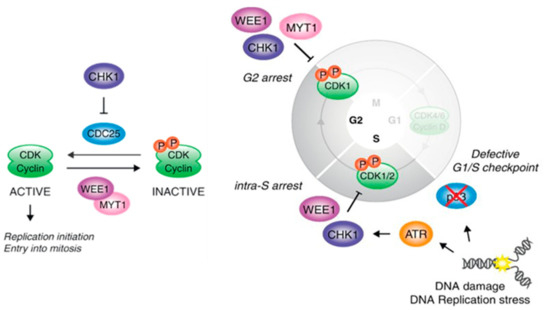 Regulation of G2/M Transition by Inhibition of WEE1 and PKMYT1 Kinases