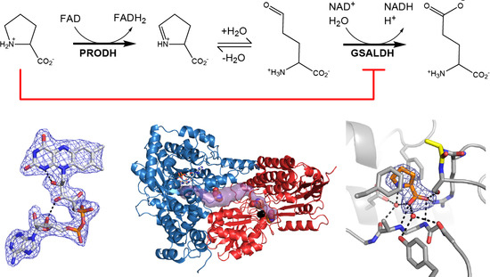 Molecules | Free Full-Text | Structural Basis for the Substrate ...