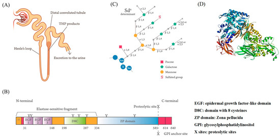 Molecules | Free Full-Text | Tamm–Horsfall Protein is a Potent ...