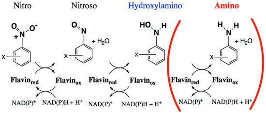 Informing Efforts to Develop Nitroreductase for Amine Production