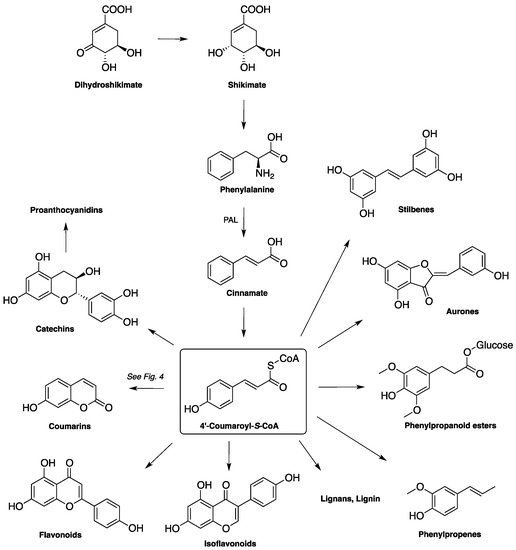 Coumarin: A Natural, Privileged and Versatile Scaffold for Bioactive ...