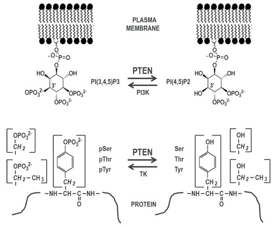 Molecules | Special Issue : Protein-Tyrosine Phosphatase Inhibitors