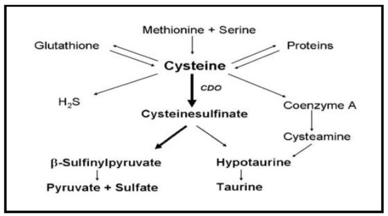 Effects of the Usage of l-Cysteine (l-Cys) on Human Health