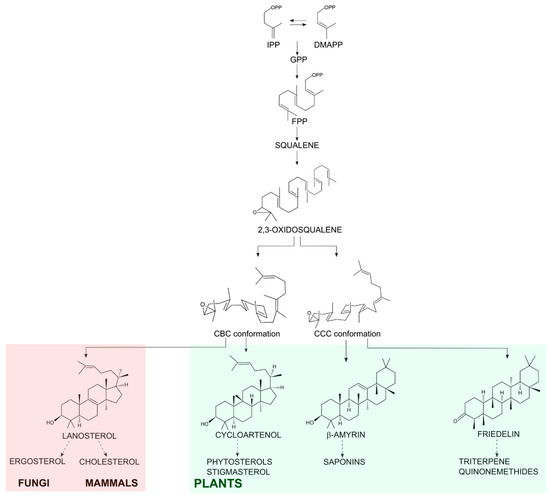 Friedelin in Maytenus ilicifolia Is Produced by Friedelin Synthase Isoforms