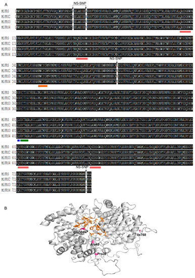 Friedelin in Maytenus ilicifolia Is Produced by Friedelin Synthase Isoforms