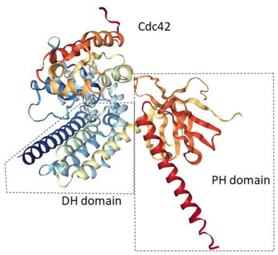 Regulating Cdc42 and Its Signaling Pathways in Cancer: Small Molecules ...