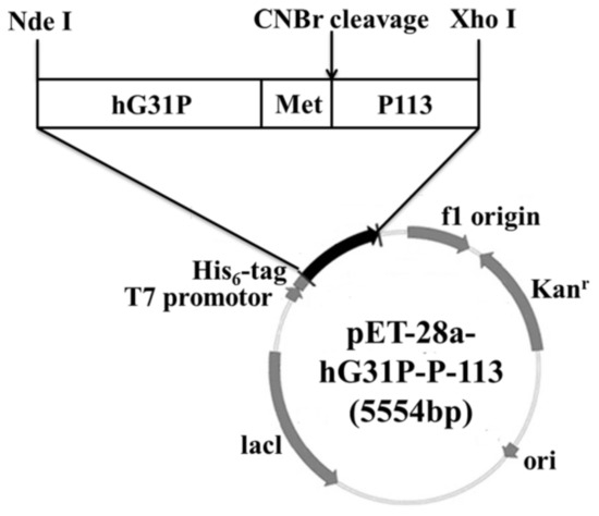 Molecules | Free Full-Text | High Level Expression and Purification of the Clinically Active ...