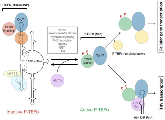 HIV Tat/P-TEFb Interaction: A Potential Target for Novel Anti-HIV Therapies
