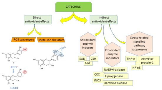 The Role of Catechins in Cellular Responses to Oxidative Stress
