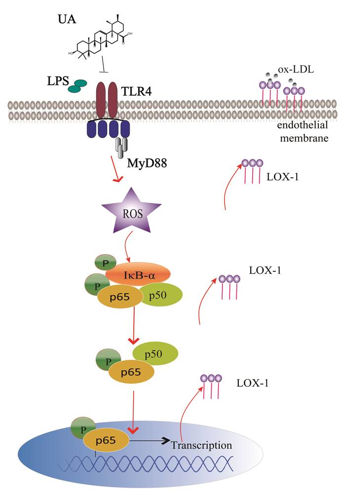 Molecules | Free Full-Text | Ursolic Acid Attenuates Atherosclerosis in ...