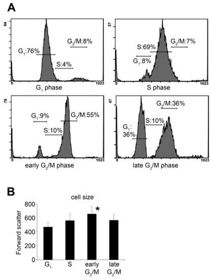 O-Linked N-Acetylglucosamine Transiently Elevates in HeLa Cells during ...