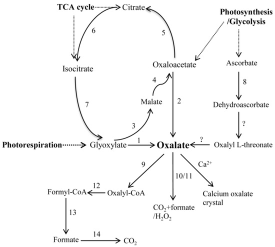 Expression Analysis of Oxalate Metabolic Pathway Genes Reveals Oxalate ...