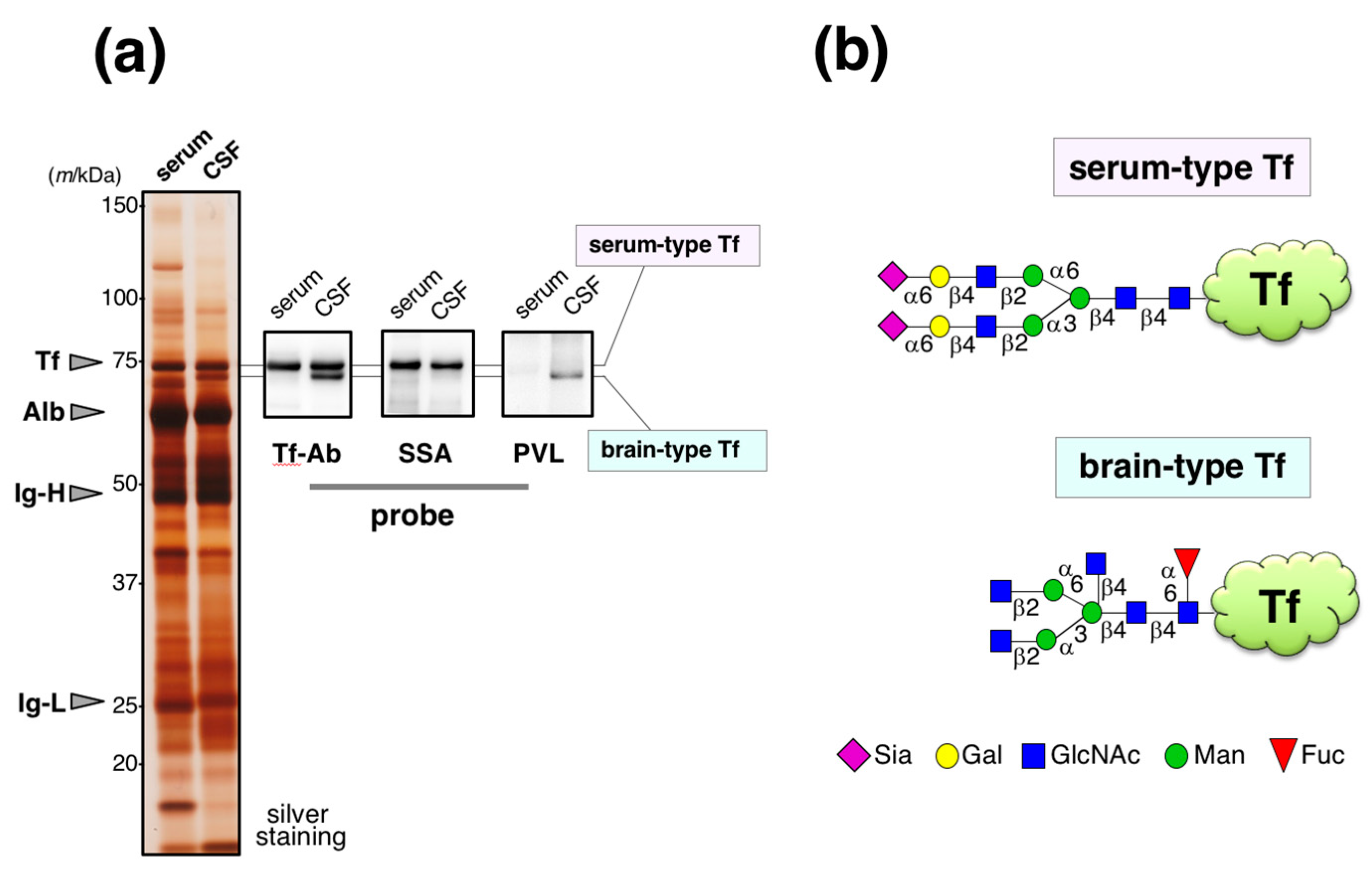 Lectin-Based Assay for Glycoform-Specific Detection of α2,6-sialylated ...