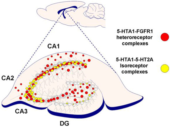 Receptor–Receptor Interactions in Multiple 5-HT1A Heteroreceptor ...