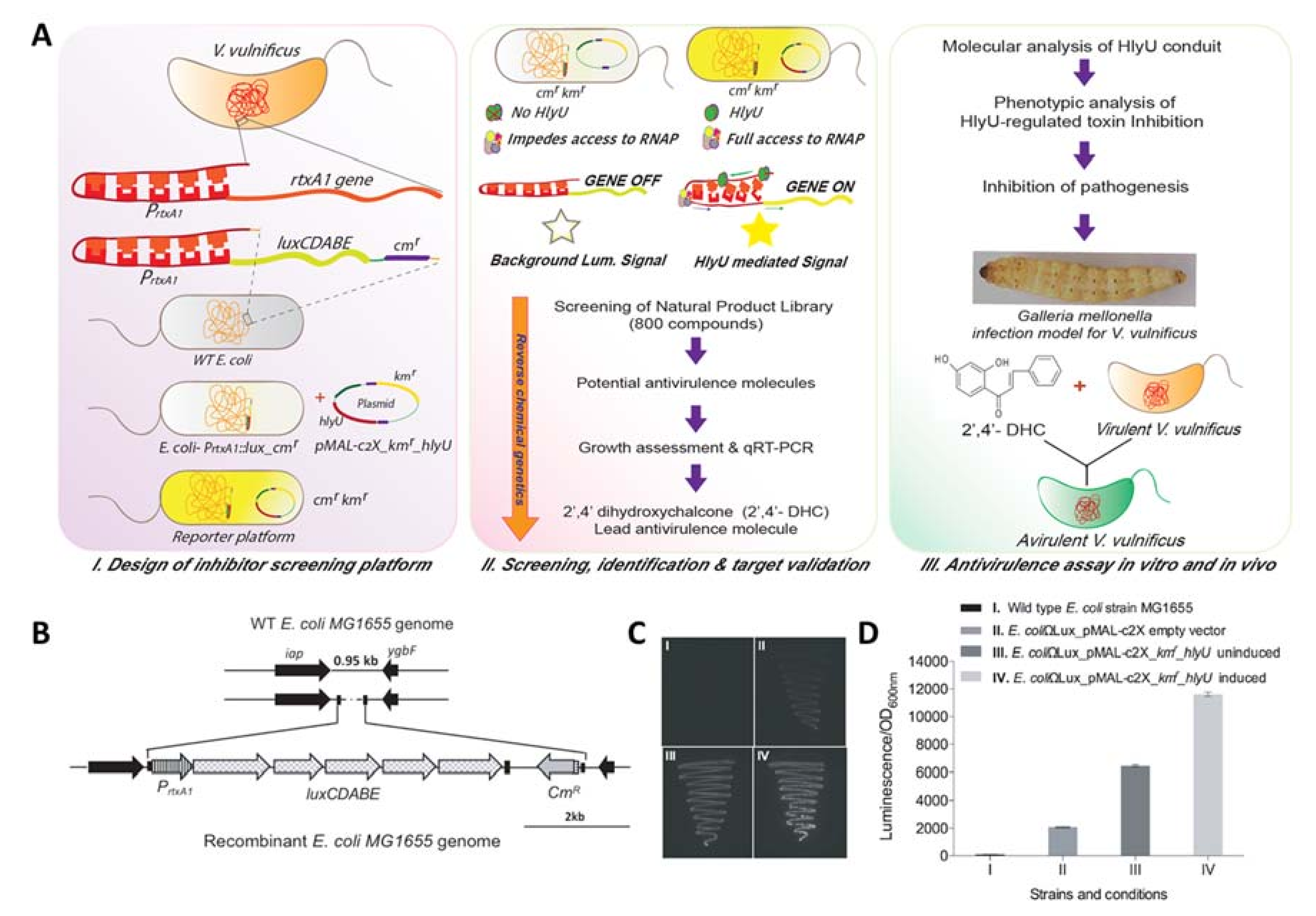 Identification of 2′,4′-Dihydroxychalcone as an Antivirulence Agent Targeting HlyU, a Master ...