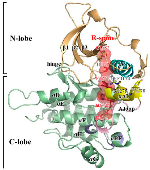 Molecular Modeling for Structural Insights Concerning the Activation ...