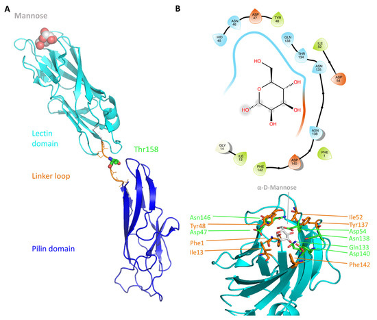 Targeting Dynamical Binding Processes in the Design of Non-Antibiotic ...