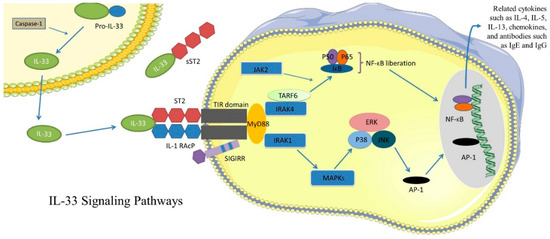 Interleukin-33: Its Emerging Role in Allergic Diseases