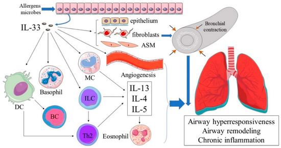 Interleukin-33: Its Emerging Role in Allergic Diseases