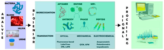 Antimicrobial Peptides: Powerful Biorecognition Elements to Detect ...