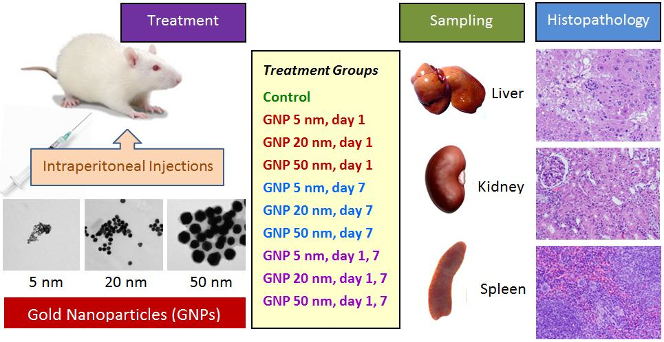 Molecules | Free Full-Text | Histopathology of the Liver, Kidney, and ...